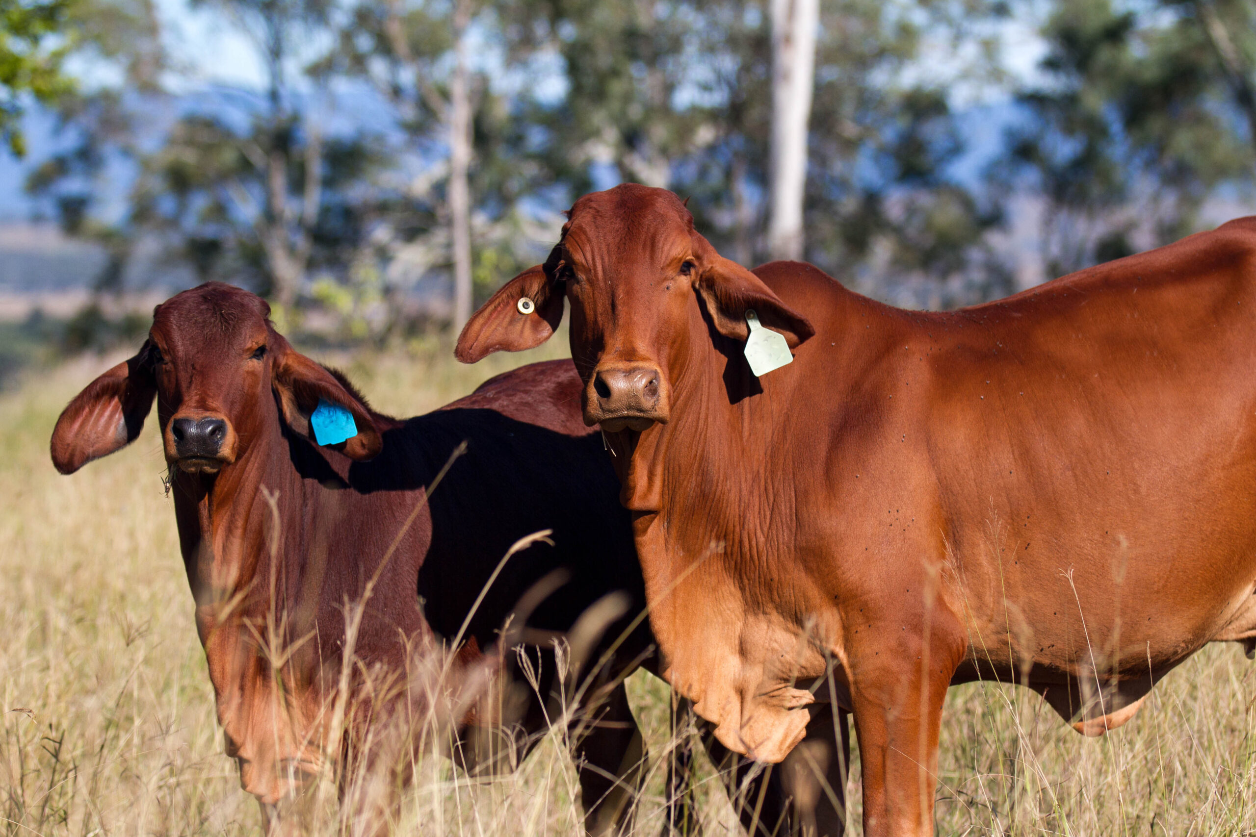 Dirección Regional de Salud Animal - OIRSA