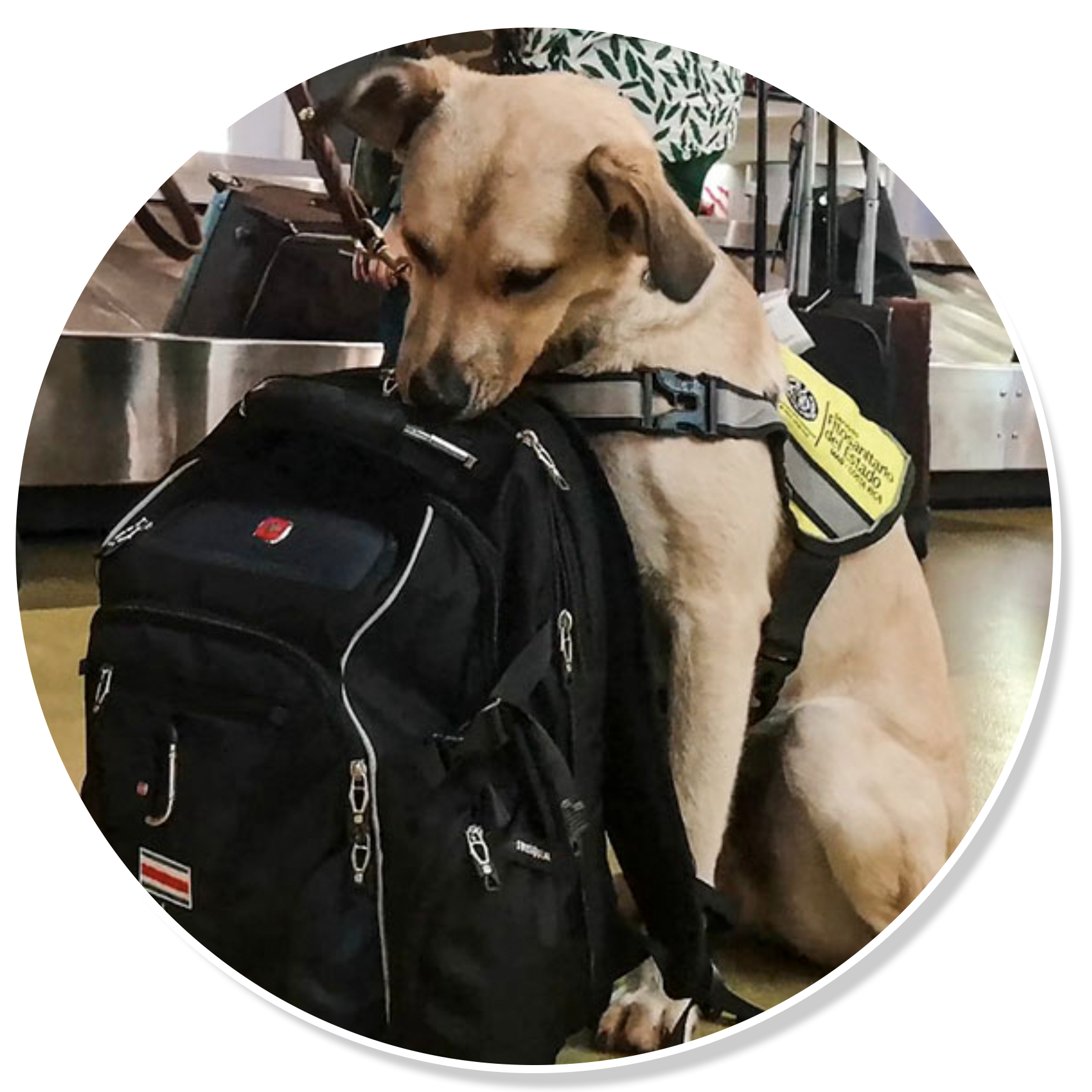 OIRSA en el tiempo – OIRSA